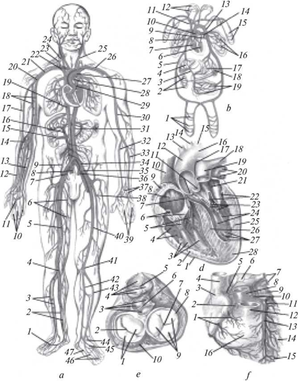 Yurak-qon tomirlar tizimi a'zolai kasalliklari haqida qisqacha anatomik ...